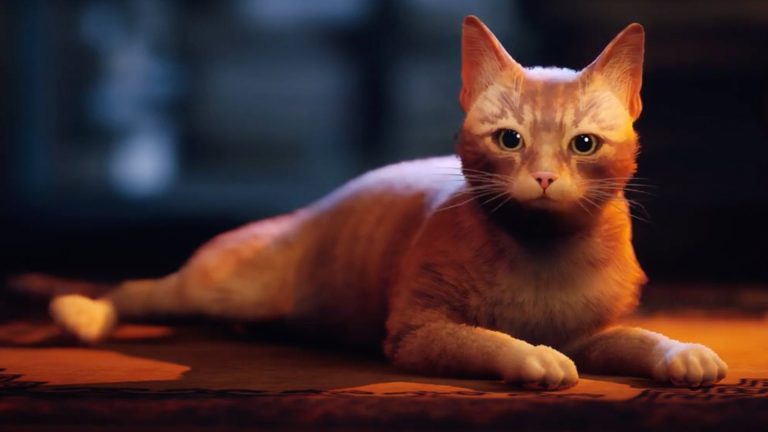 Stray Wallpapers - PlayStation Universe